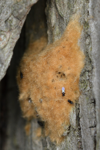 Genus Ooencyrtus · iNaturalist