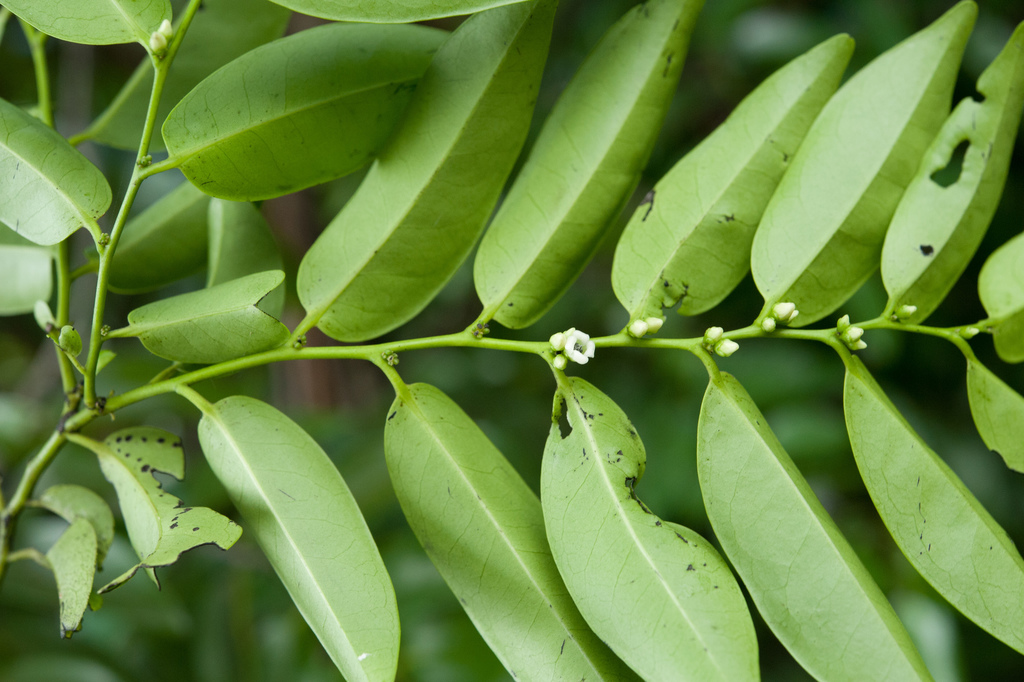 persimmon family (Ebenaceae) - Botanical Realm