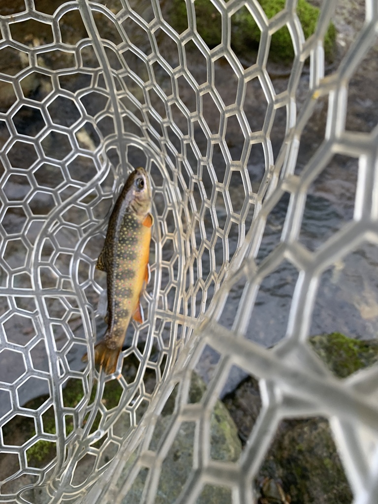 Brook Trout from Albemarle County, Shenandoah National Park, Shenandoah ...