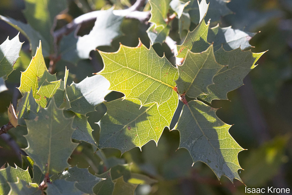 Ajo Mountain scrub oak (Quercus ajoensis) - Botanical Realm