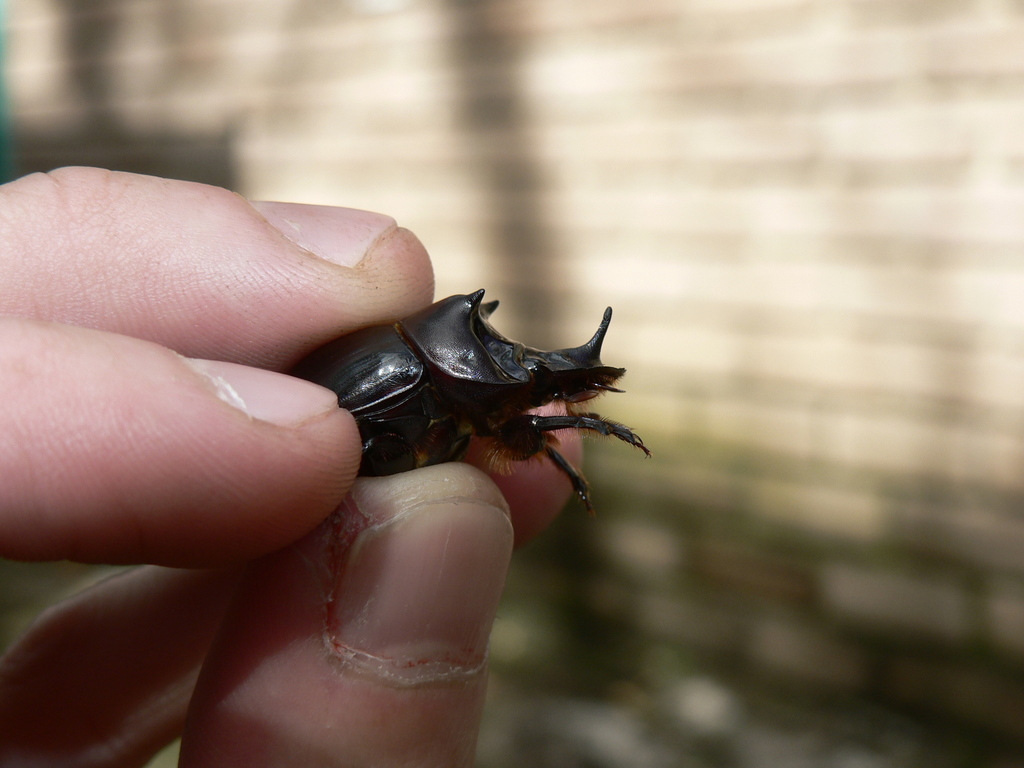 Triplehorn Dung Beetle in March 2010 by Dewald du Plessis. Campsite ...