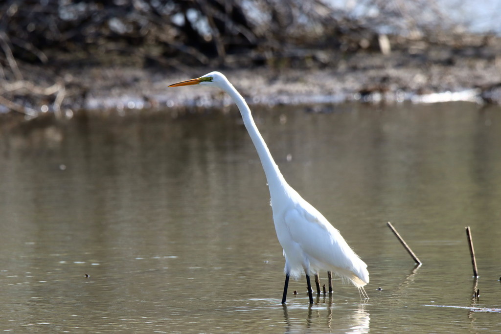 Great Egret from Erie County, OH, USA on April 9, 2021 at 09:27 AM by ...