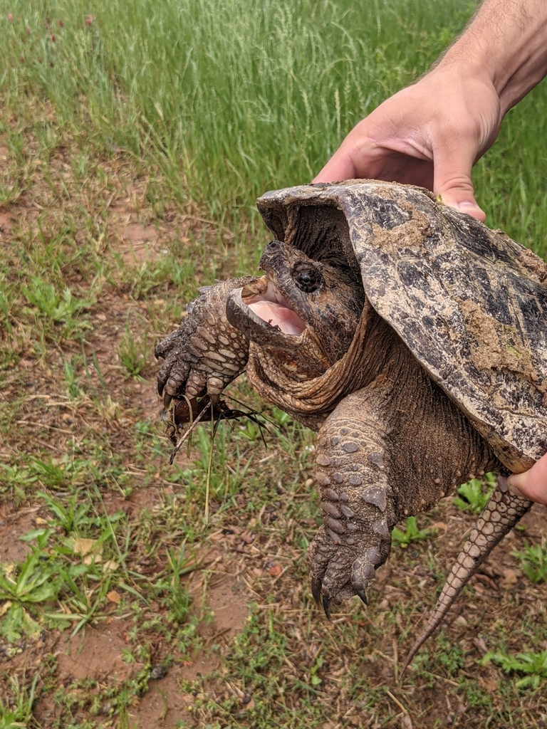 Common Snapping Turtle from Troy, AL 36079, USA on April 10, 2021 at 01 ...