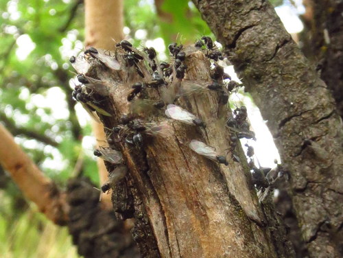 Mountain Cocktail Ant (Crematogaster montana) · iNaturalist