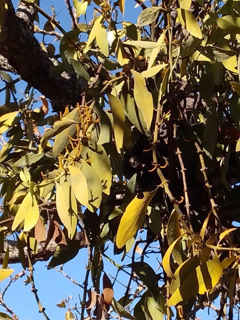 American Mistletoe from Bolaños, Jal., México on April 07, 2021 at 10: ...