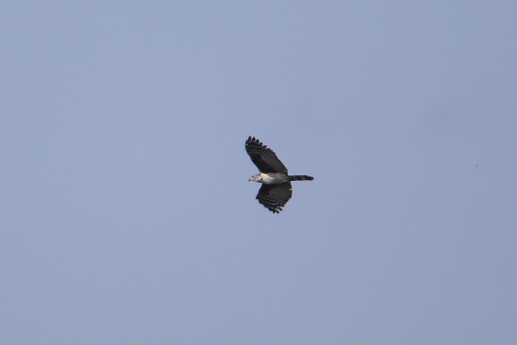 Gray-headed Kite from Provincia de Panamá, PA on April 10, 2021 at 08: ...