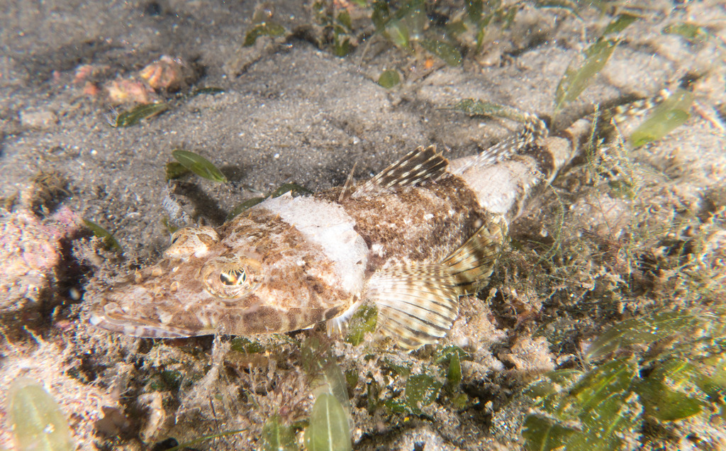 Tasselsnout Flathead (Fishes of Chowder Bay, Sydney, Australia ...