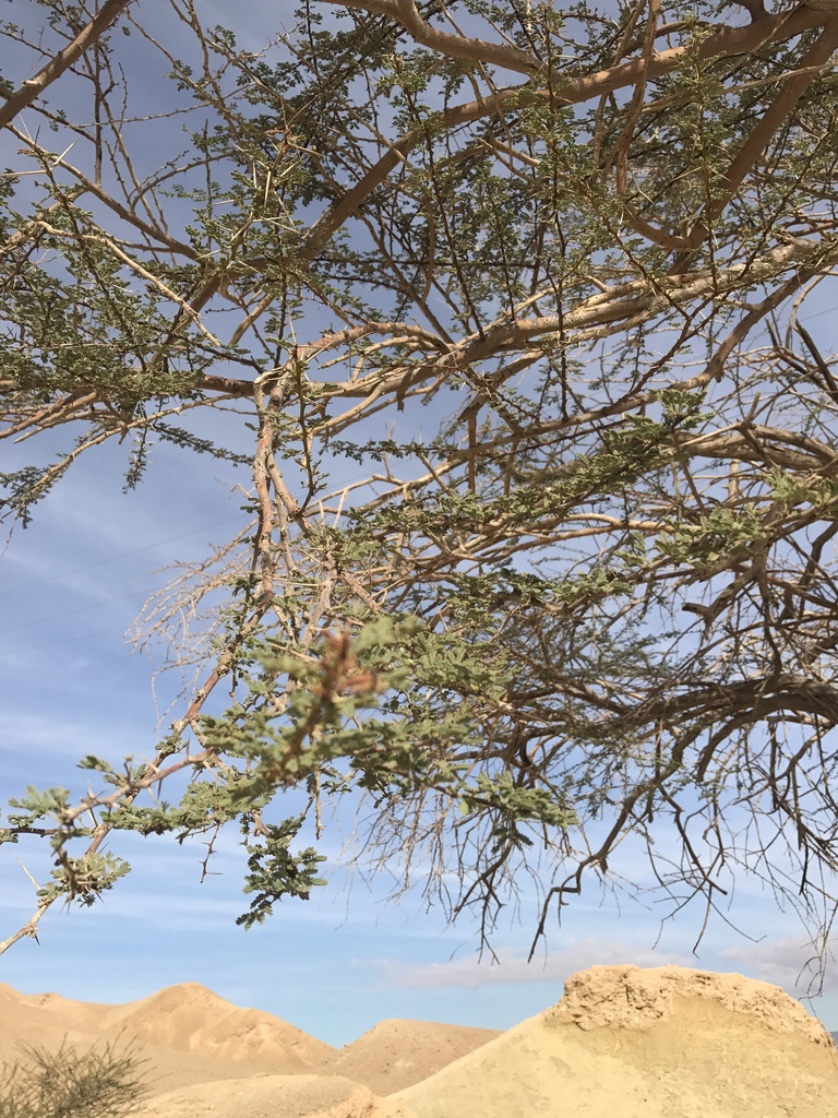 (Vachellia tortilis raddiana) - Botanical Realm