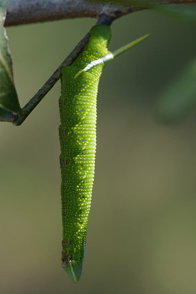 Protambulyx strigilis from Coconut Creek, FL, USA on April 10, 2021 at ...