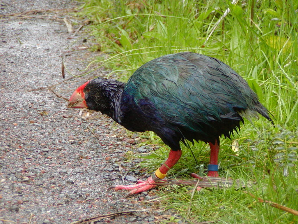 South Island Takahē in May 2002 by Pasi Hyvönen · iNaturalist