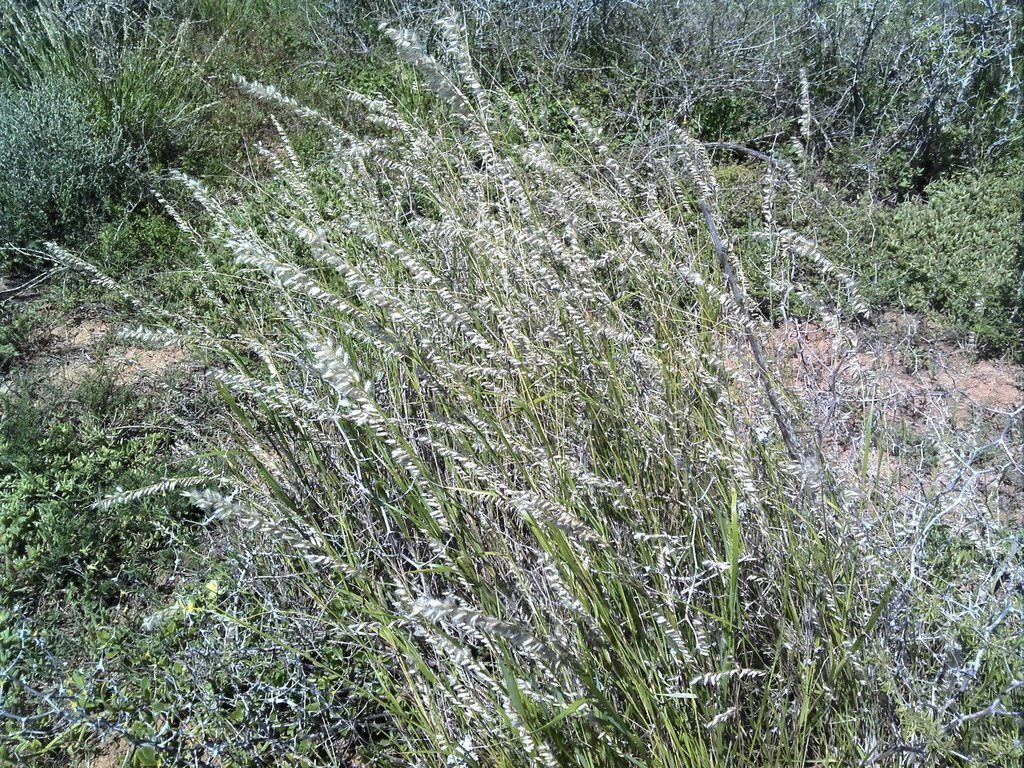 Melic Grass (Melica racemosa) - Botanical Realm