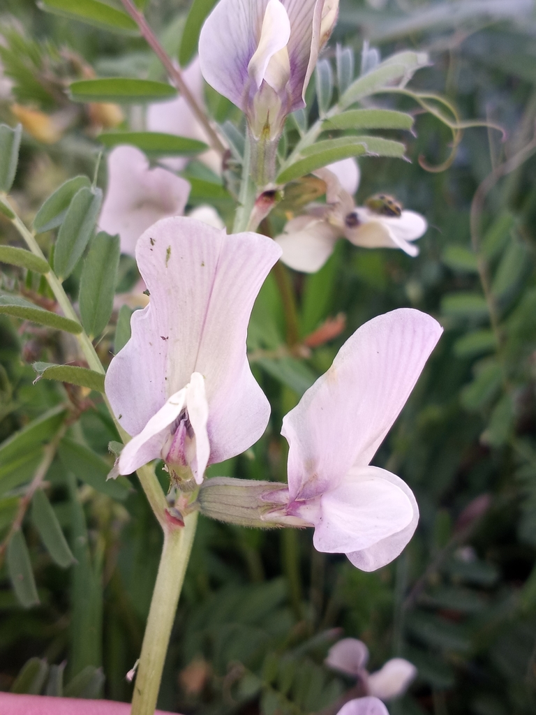 Large yellow vetch from Preston, MD 21655, USA on April 10, 2021 at 05: ...