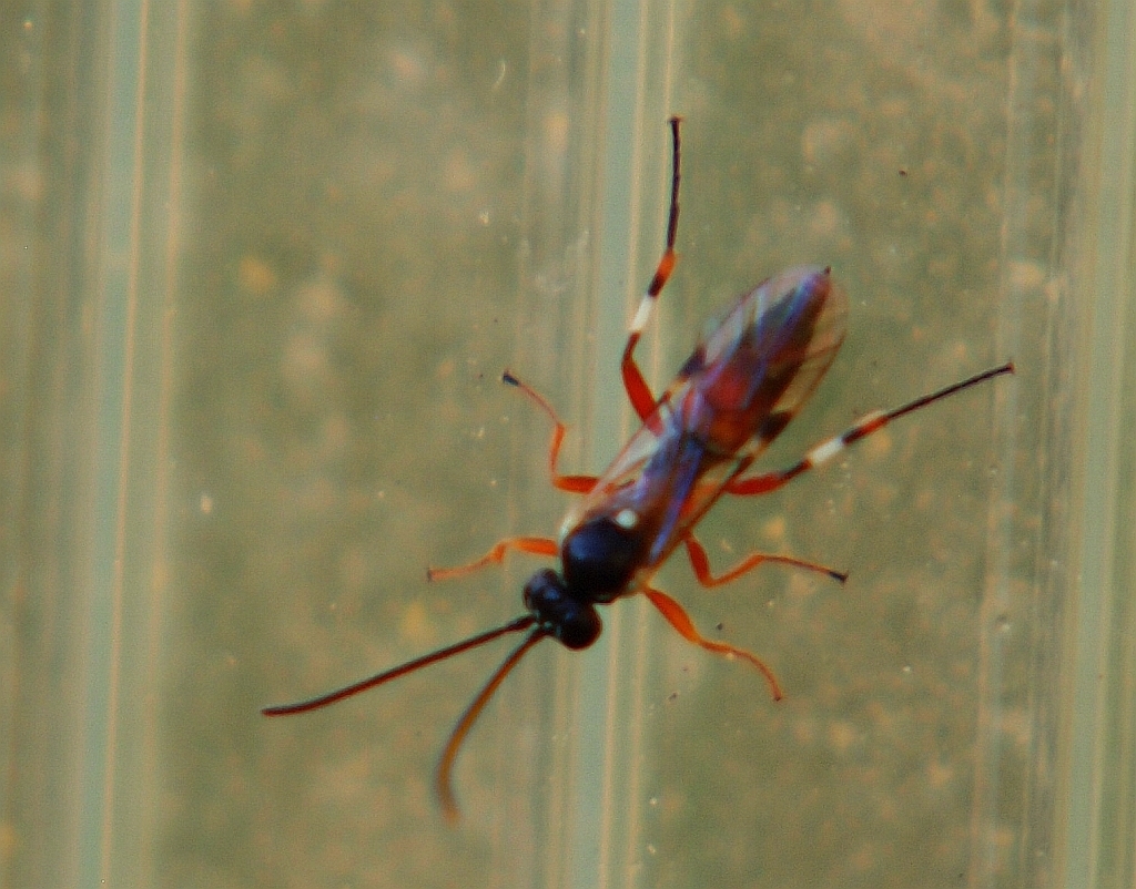 Common Hover Fly Parasitoid Wasp from St Clair, Dunedin 9012, New ...