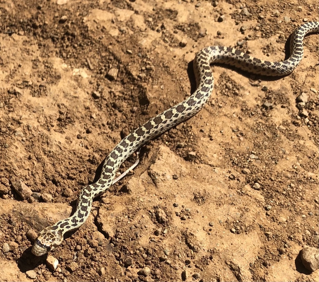 Pacific Gopher Snake from Mount Diablo, Clayton, CA, US on April 10 ...