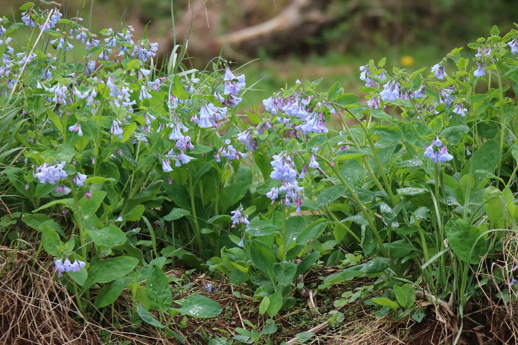 Virginia bluebells from Lenn Park, va on April 10, 2021 at 01:49 PM by ...
