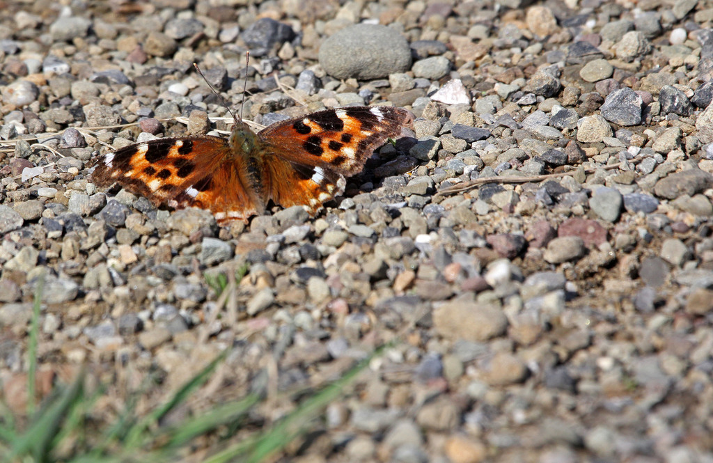 Nymphalis l-album j-album from McKean County, PA, USA on April 8, 2021 ...