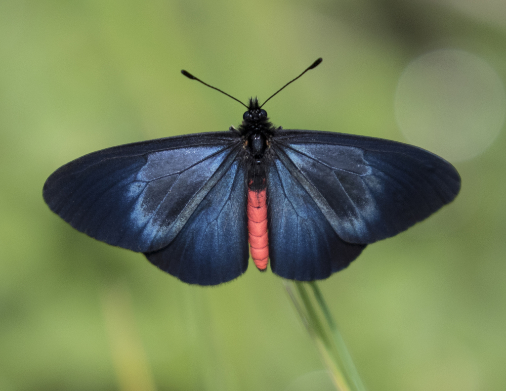 Altinote neleus (Mariposas diurnas de Supatá) · iNaturalist