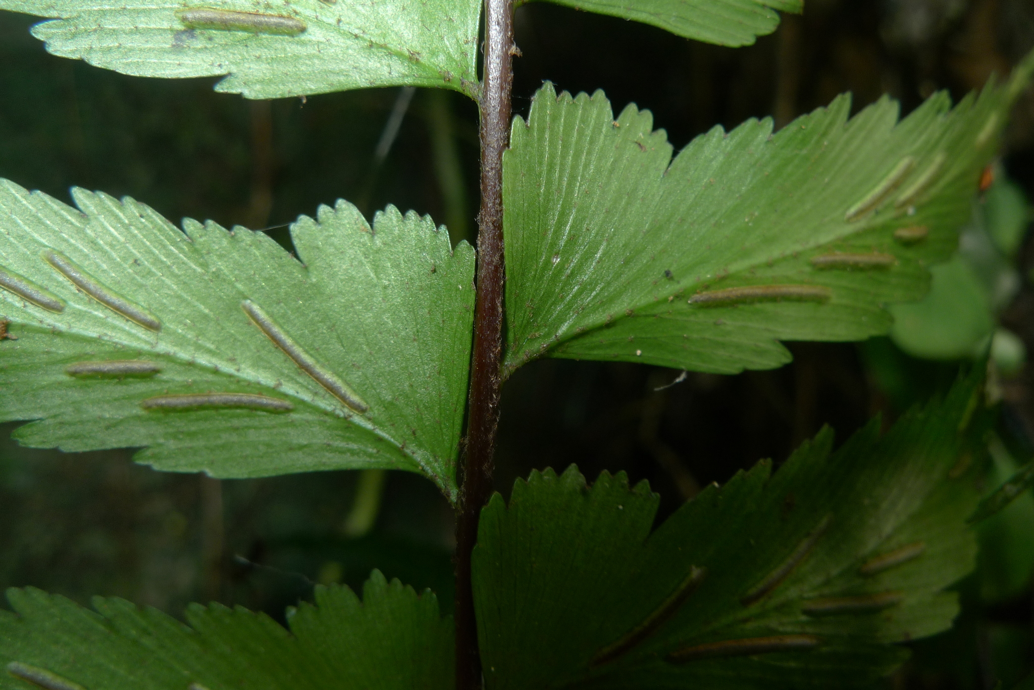 Asplenium listeri C.Chr.
