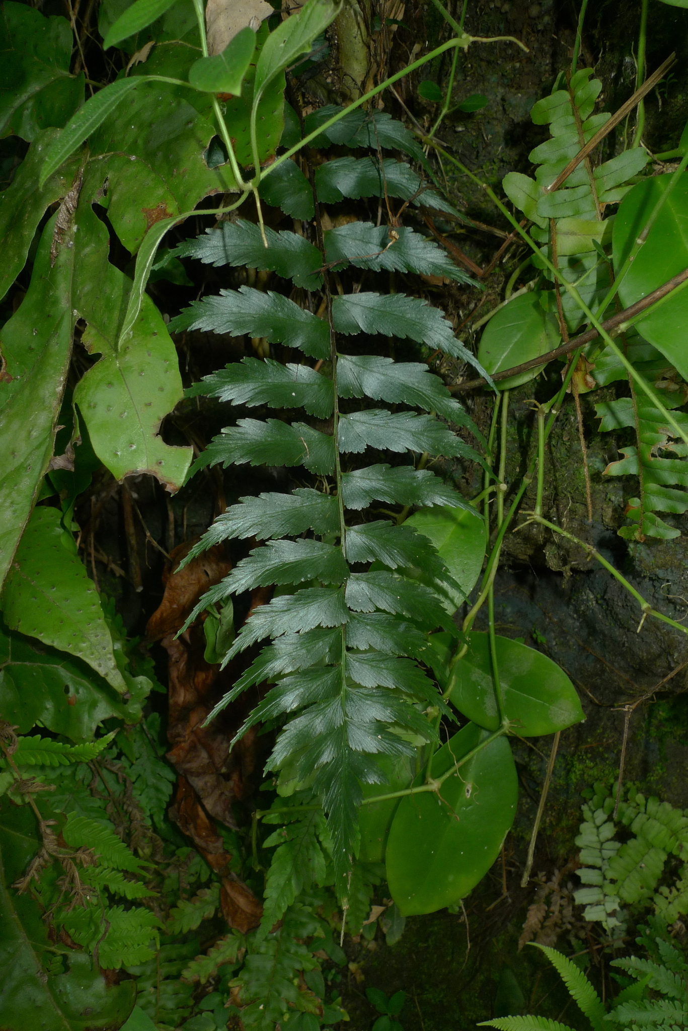 Asplenium listeri C.Chr.