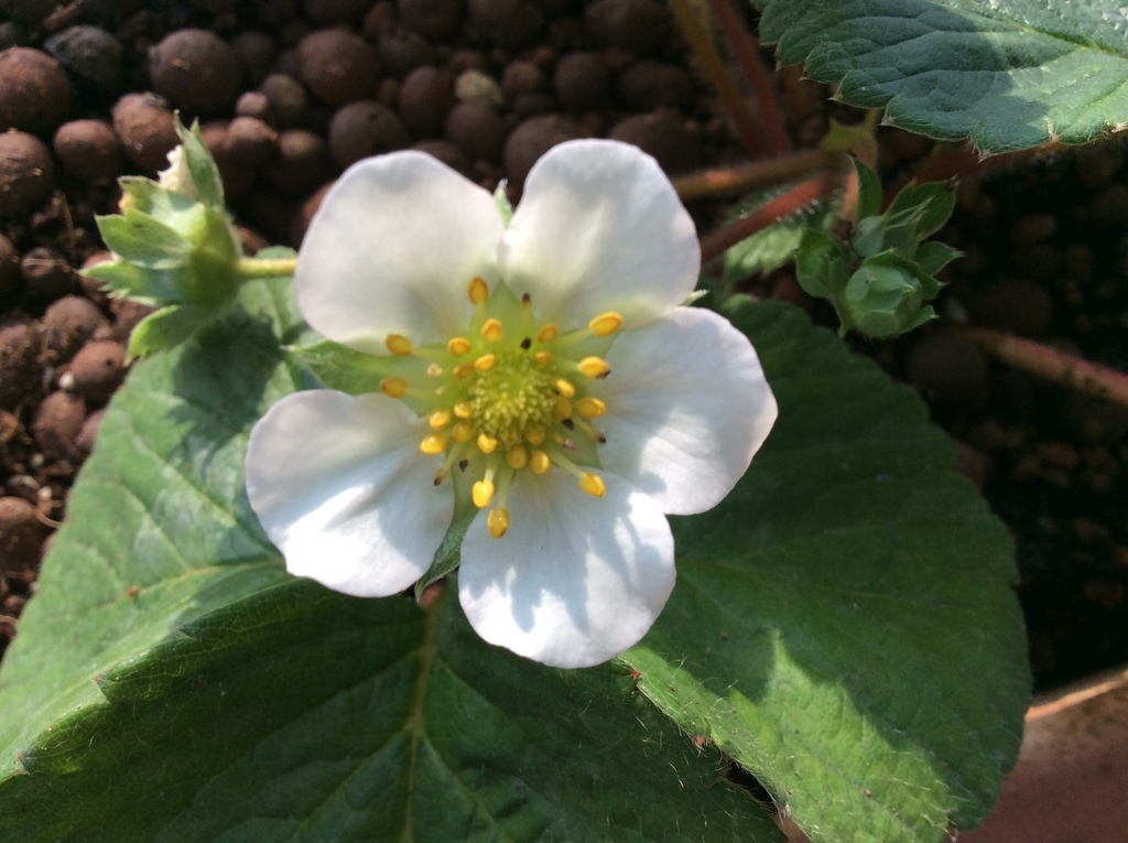Fragaria ananassa (Флора Екатеринбурга | Flora of Yekaterinburg ...