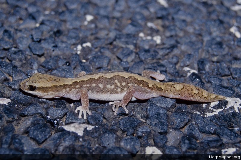 Eastern Stone Gecko (Bowen Mountain bioblitz guide to reptiles ...