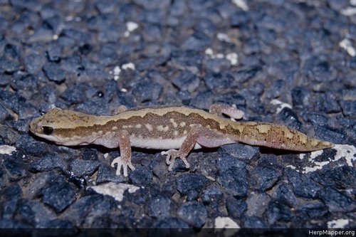 Eastern Stone Gecko (Cooloola Bioblitz Animals minus Birds) · iNaturalist