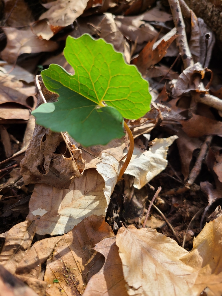 bloodroot from Boyce, VA 22620, USA on April 10, 2021 at 02:33 PM by ...