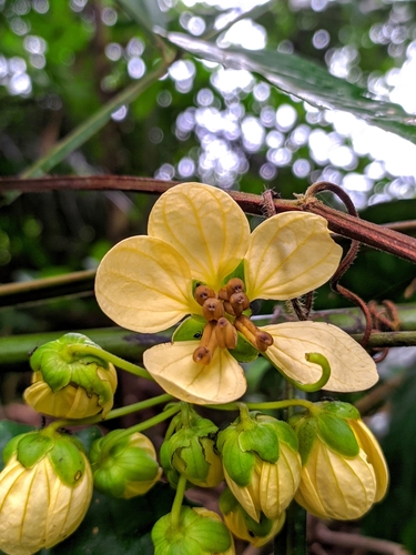 Senna macrophylla · iNaturalist Mexico