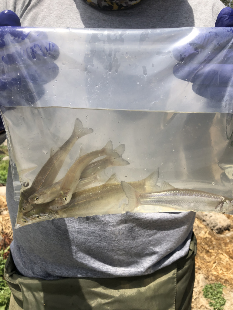 (Basilichthys semotilus) - Marine Life Identification