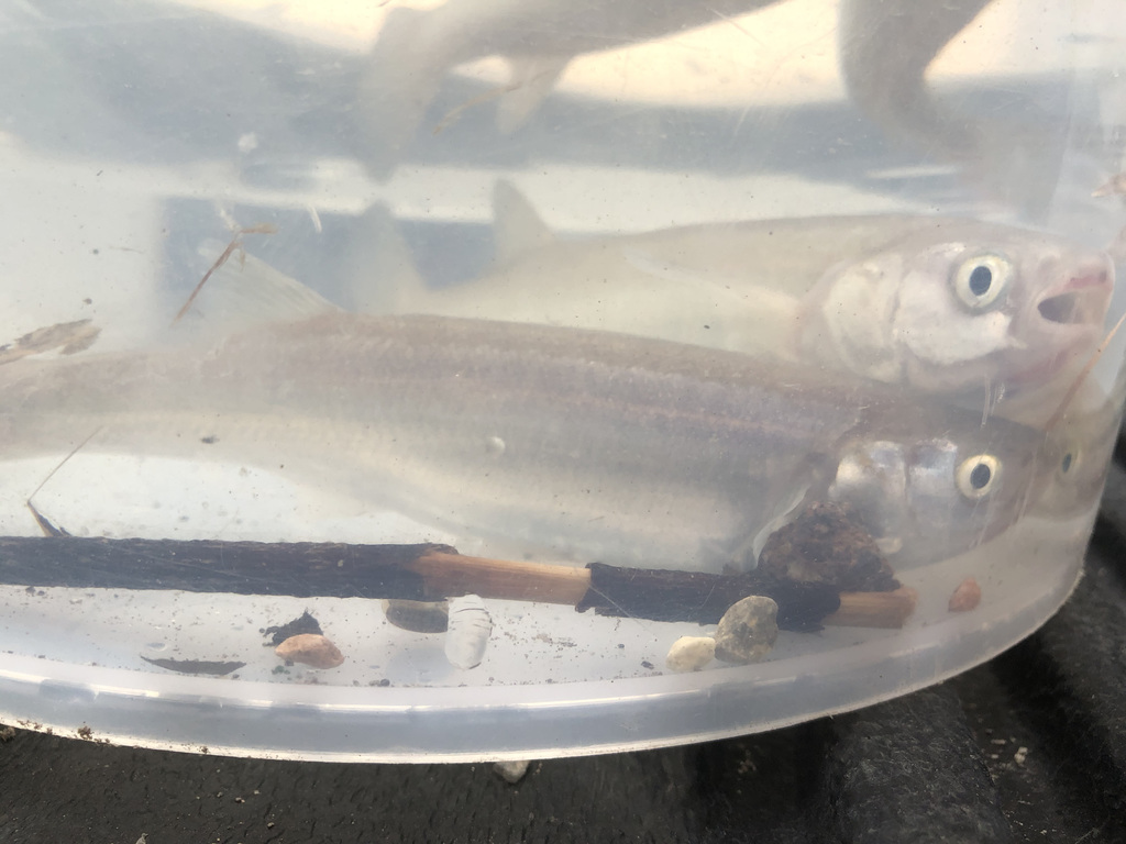 (Basilichthys semotilus) - Marine Life Identification