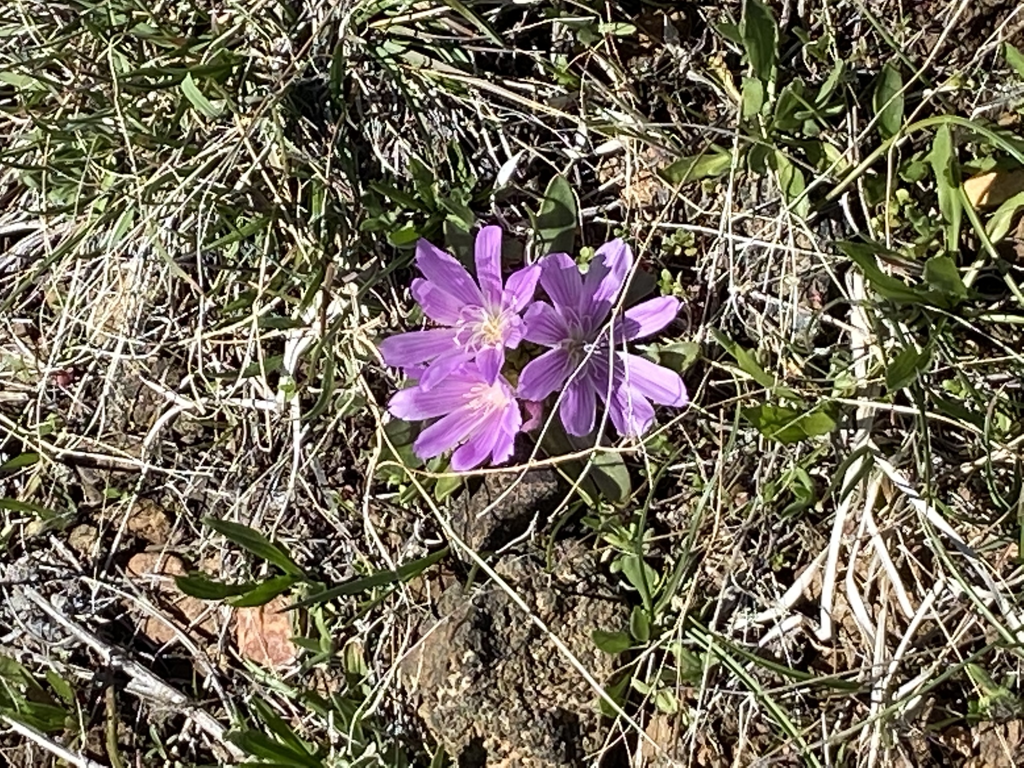 Lewisia brachycalyx Engelm. ex A.Gray