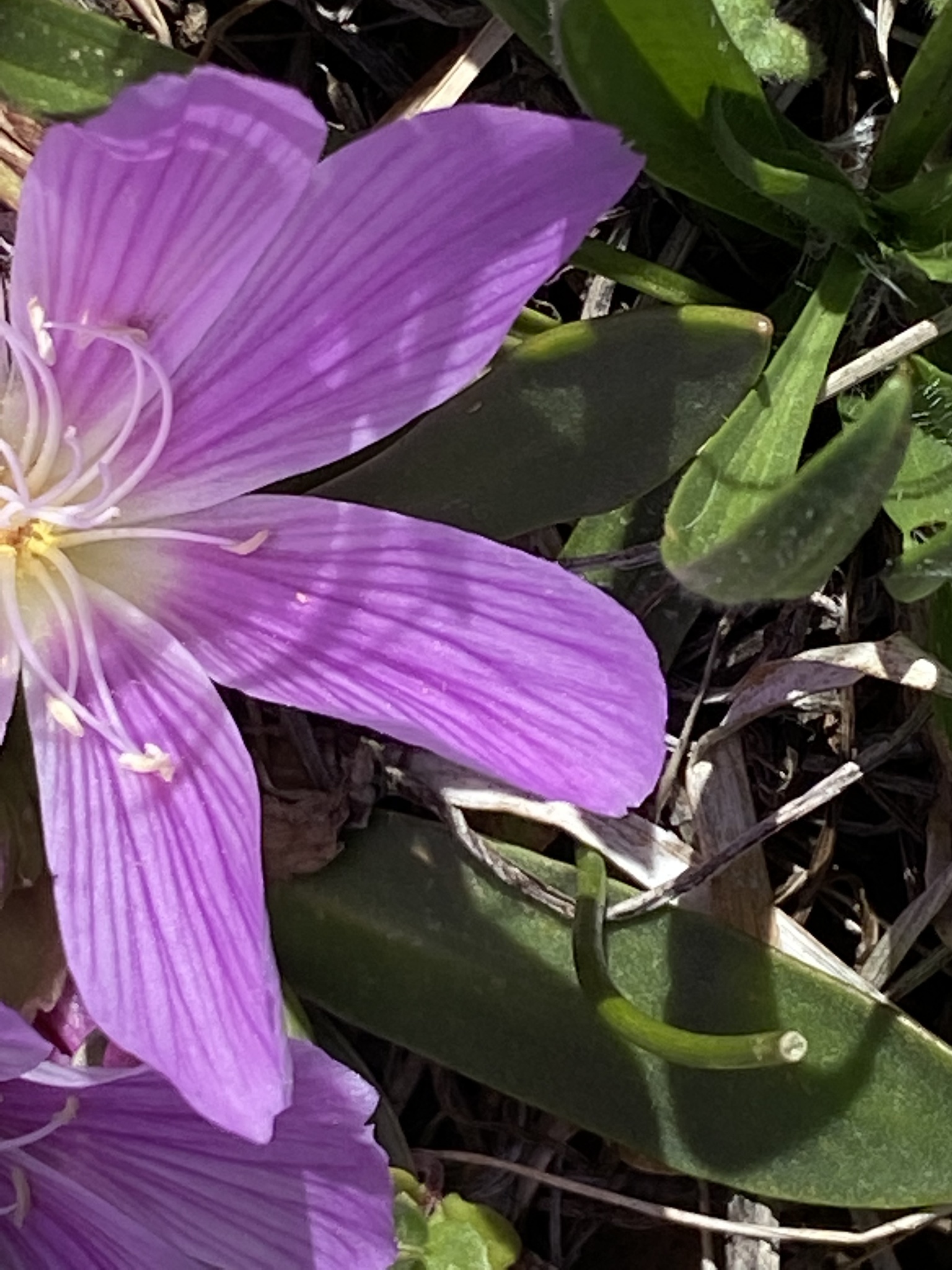 Lewisia brachycalyx Engelm. ex A.Gray