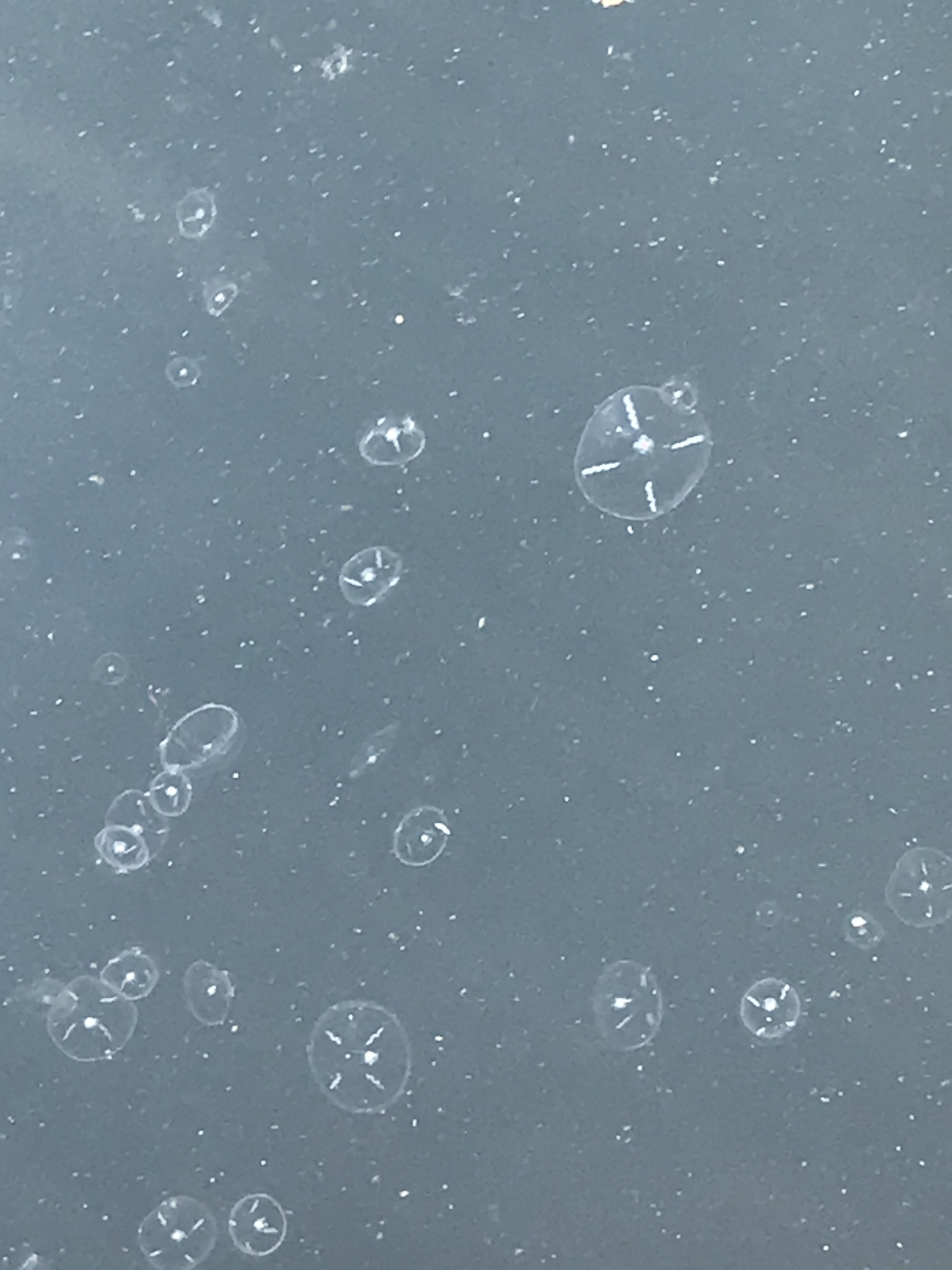 Eutonina indicans (Romanes, 1876)