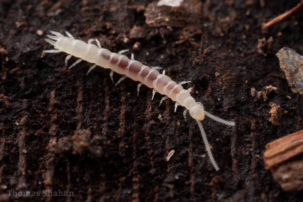Scutigerella in April 2021 by Thomas Shahan. ! · iNaturalist