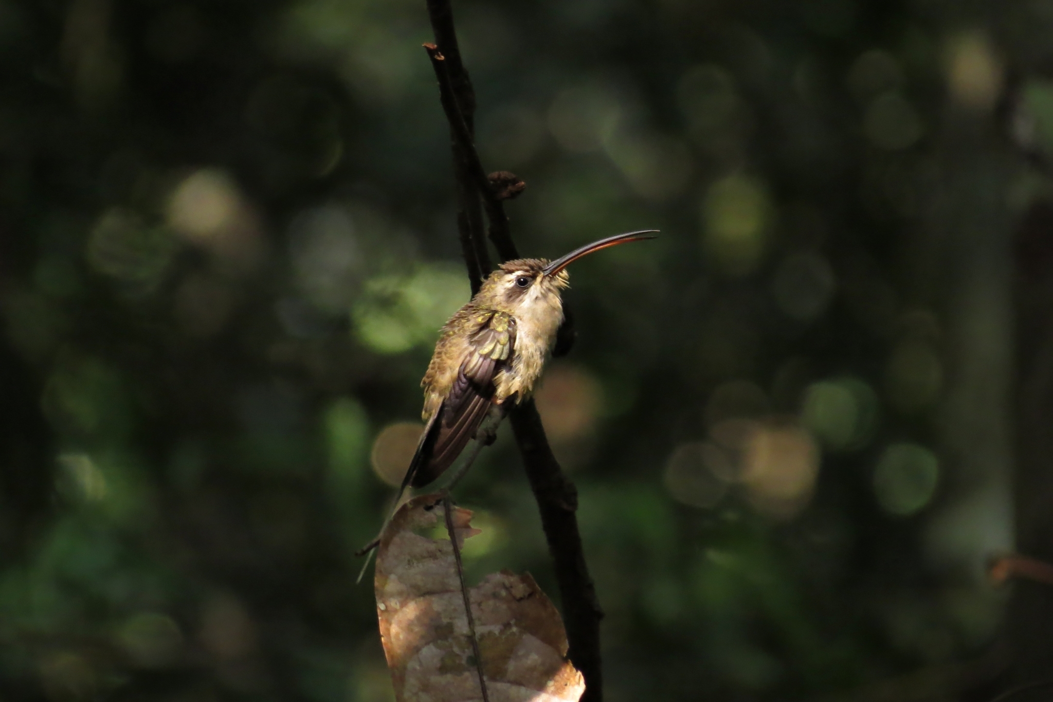 Phaethornis superciliosus (Linnaeus, 1766)