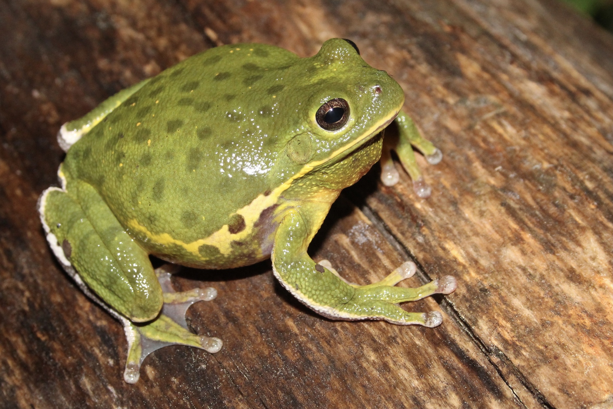 Amplexus Hyla Gratiosa