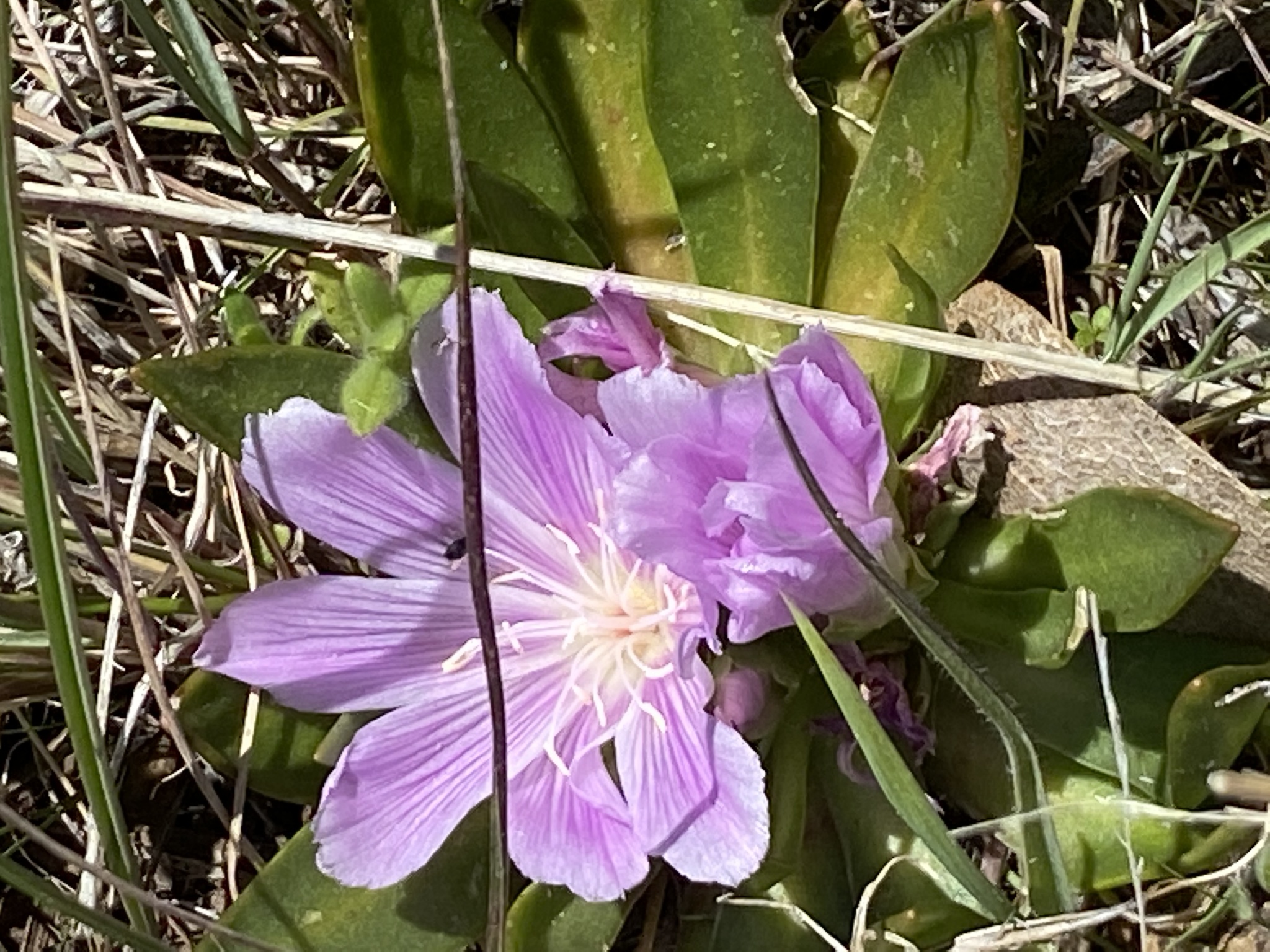 Lewisia brachycalyx Engelm. ex A.Gray