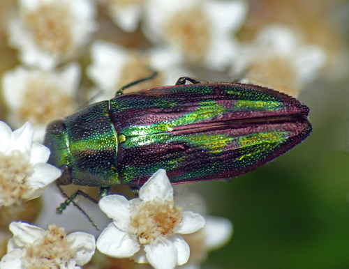 Melobasis innocua · iNaturalist