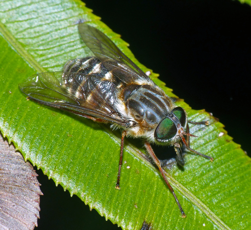 Scaptia jacksonii · iNaturalist