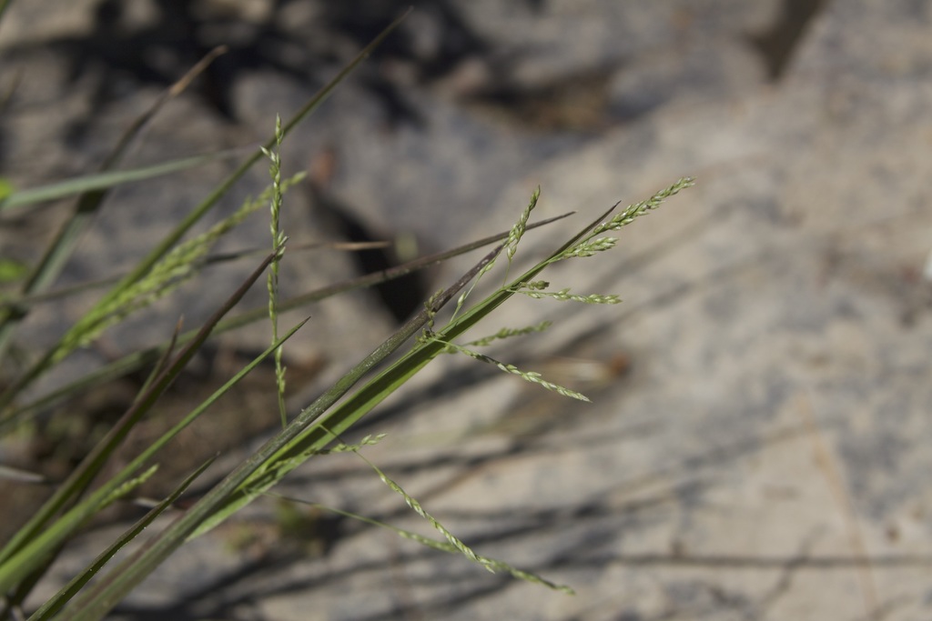 Long-leaved Redtop-Panicgrass (Poaceae (Grass) of the Pacific Northwest ...