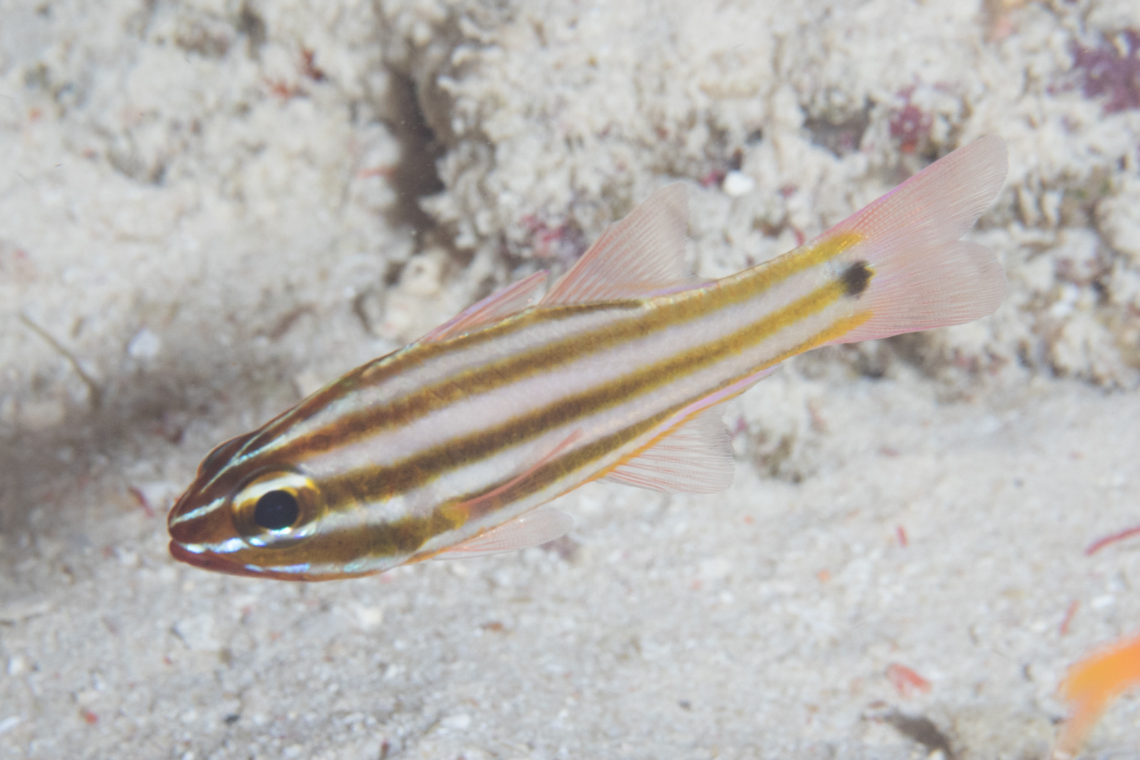 Ostorhinchus angustatus (Smith & Radcliffe, 1911)