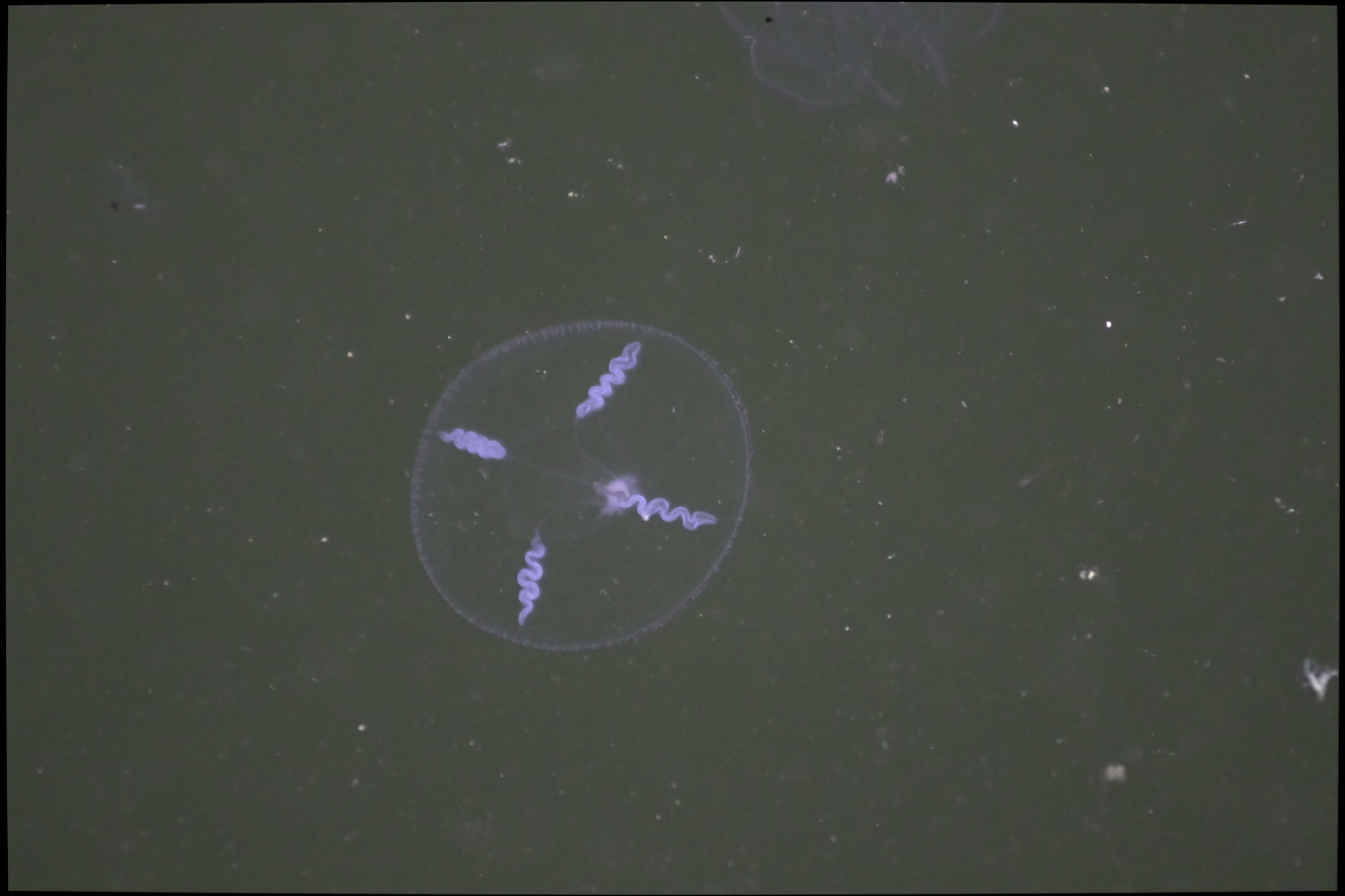 Eutonina indicans (Romanes, 1876)