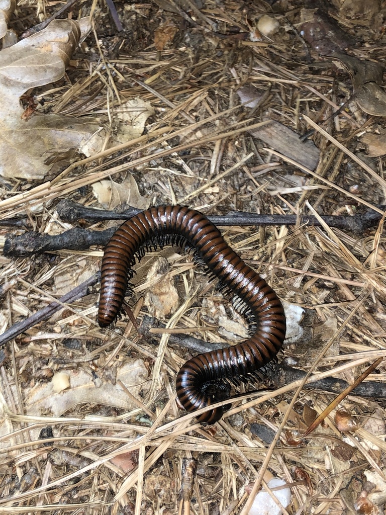 Paeromopus angusticeps from Woodward Dr, Magalia, CA, US on April 10 ...