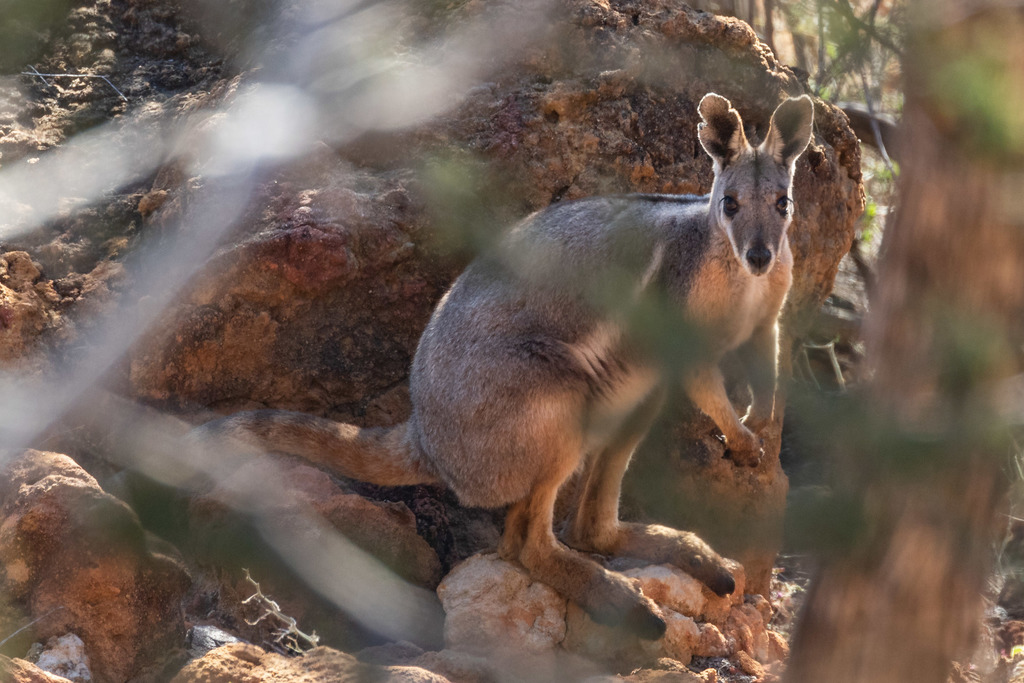 (Petrogale xanthopus celeris) - Know Your Mammals