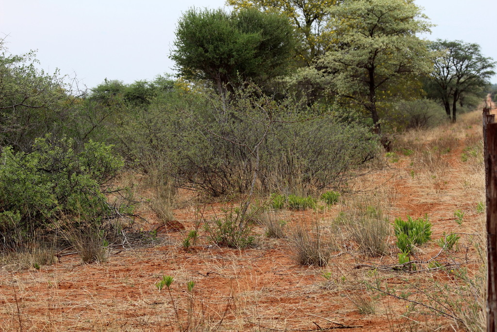 gifblaar (Dichapetalum cymosum) - Botanical Realm