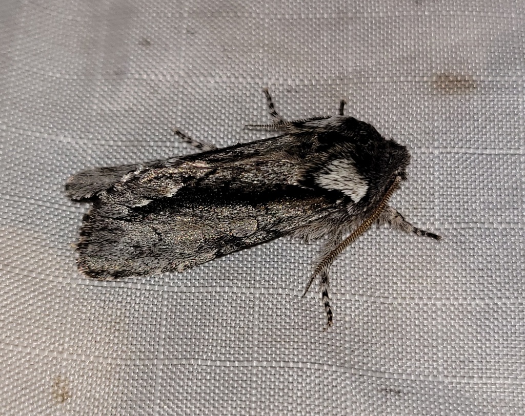 Chosen Sallow from Sessions Woods WMA, Burlington CT on April 10, 2021 ...