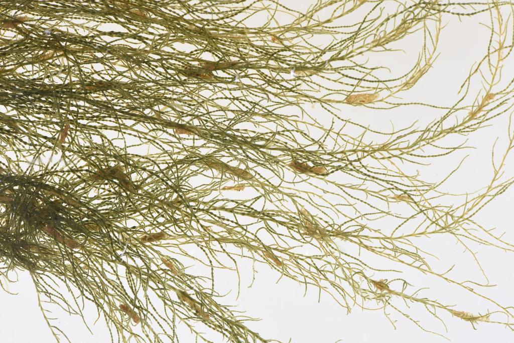 Frog-spawn Algae from Ehlanzeni, South Africa on April 1, 2021 at 11:00 ...