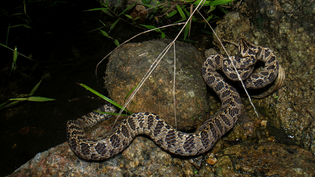Many-spotted Cat Snake from 中国广东省中山市 on April 11, 2021 at 03:14 AM by ...