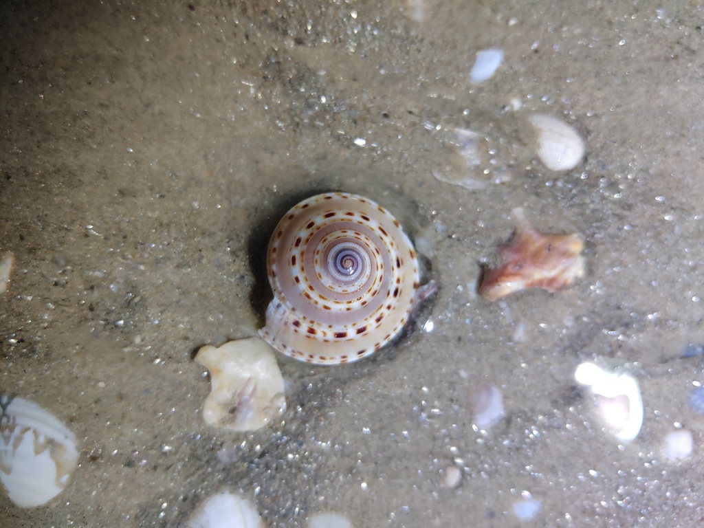 Architectonica perdix from 中国福建省厦门市思明区 on May 24, 2019 at 10:31 PM by ...