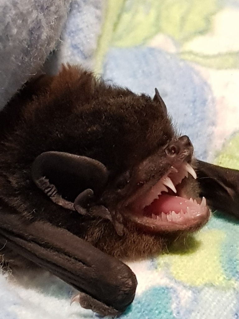 Gould's Wattled Bat from Monomeith VIC 3984, Australia on January 29 ...